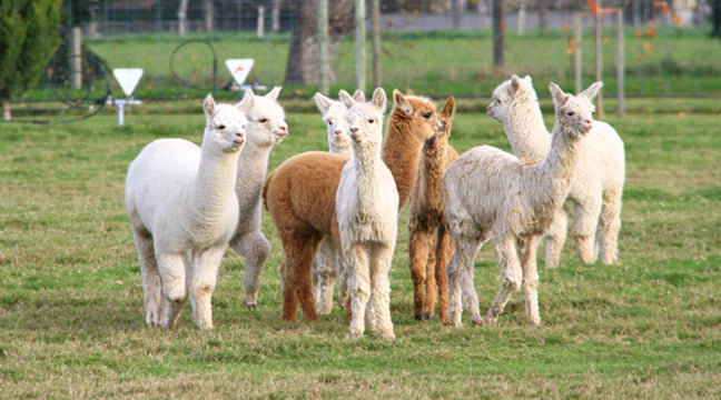 Alpaca's Environmental Impact – Creswick Wool
