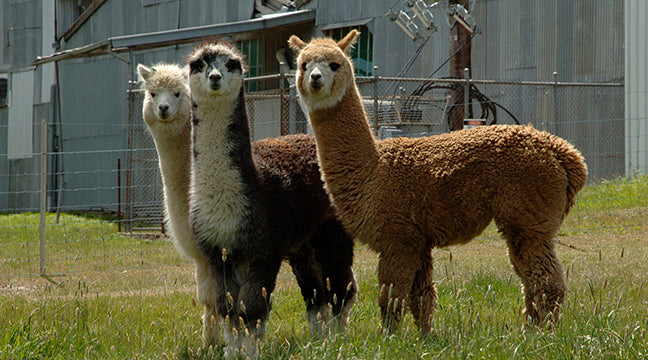 Australia’s Sustainable Alpaca Industry – Creswick Wool